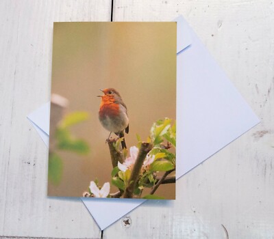 Pack Of 4 Robin Card - Greetings Card (Blank inside + Envelope) | eBay UK