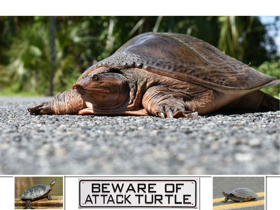 Beware of Attack Turtle Sign | eBay