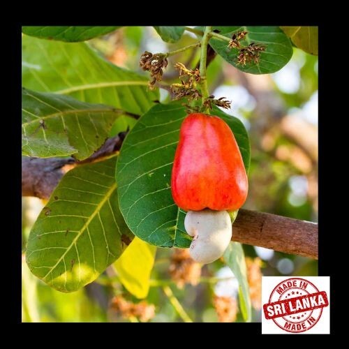 100% Sun Dried Organic Pure Natural Cashew Leaves Improve Oral Health ...