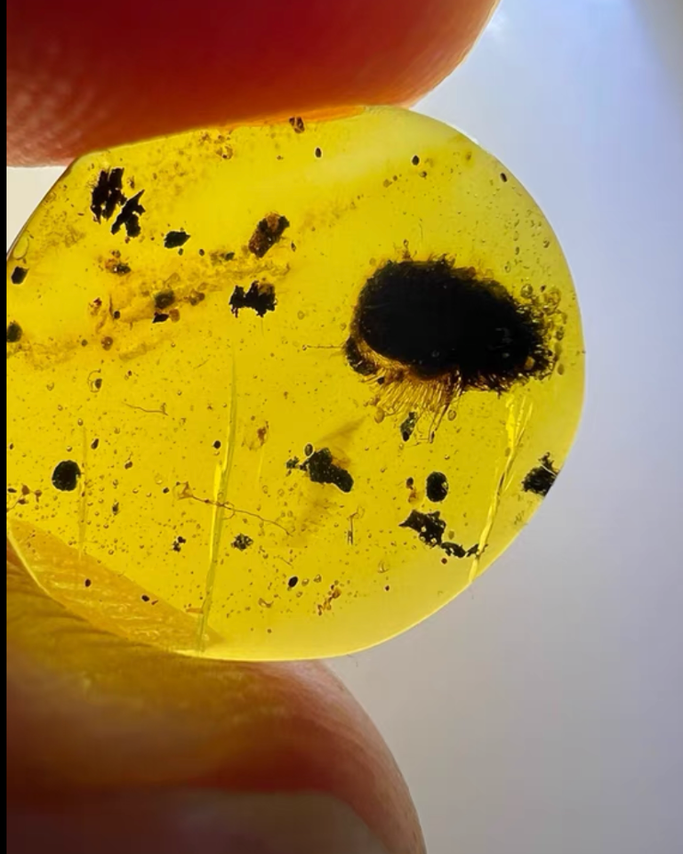 Cretaceous Fossil Burmese amber burmite unknown insect amber Fossil ...