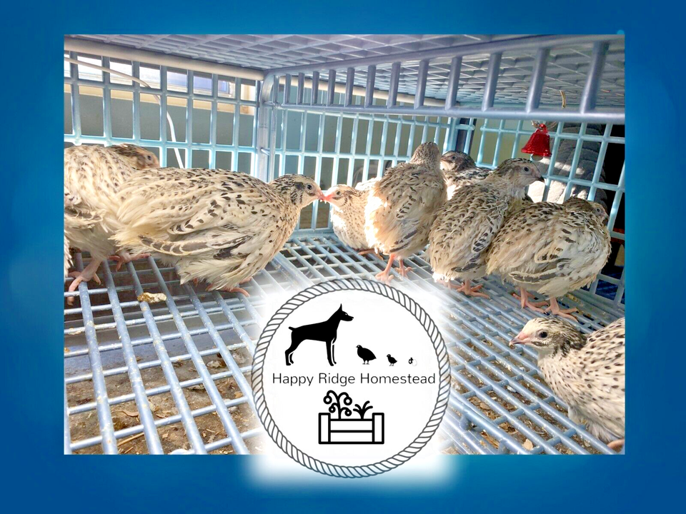 20 Jumbo Pearl Fee Coturnix Quail Hatching Eggs-Ships UPS 2nd Day Air ...
