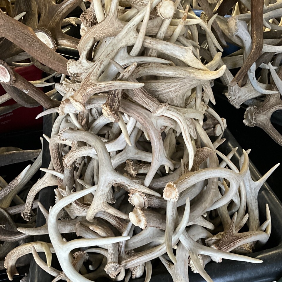 #1 Bulk small WHITETAIL DEER ANTLER SHEDS DEER ANTLER FOR SALE ANTLERS ...