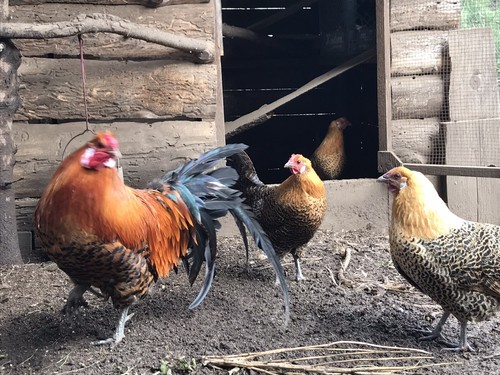 RARE PUREBRED Golden Deathlayer Chicken Hatching Eggs (6+) | eBay