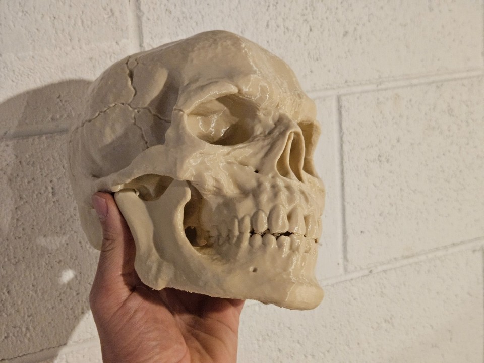 Large Human Skull | eBay