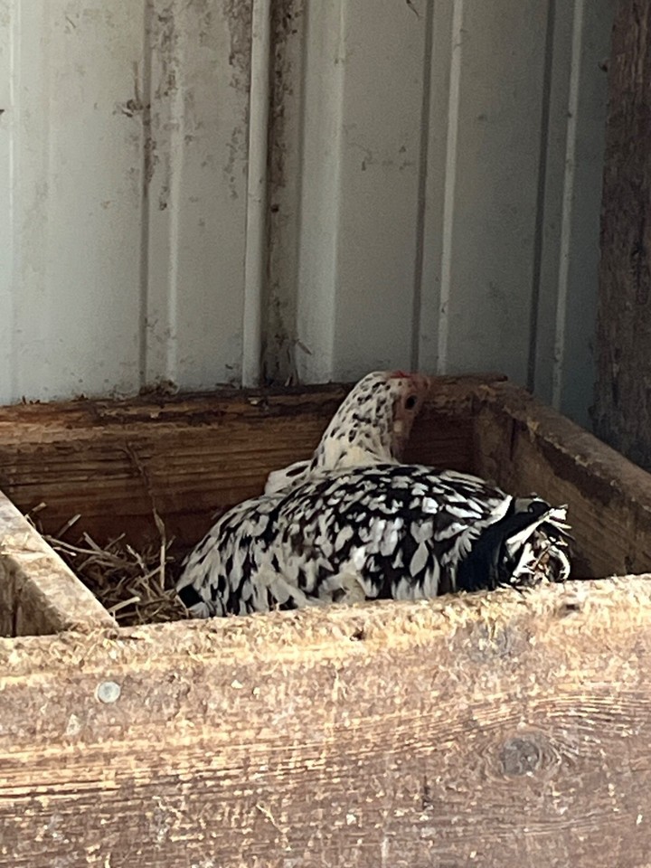 14 GameFowl hatching eggs 💪🏻 3 way cross. Asil x Sweater x Brown Red | eBay