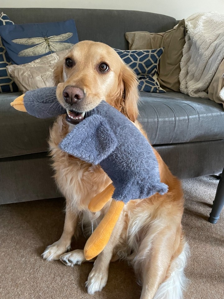 Dog Duck plush Toy Companion Calming Large 50cm Grey | eBay UK