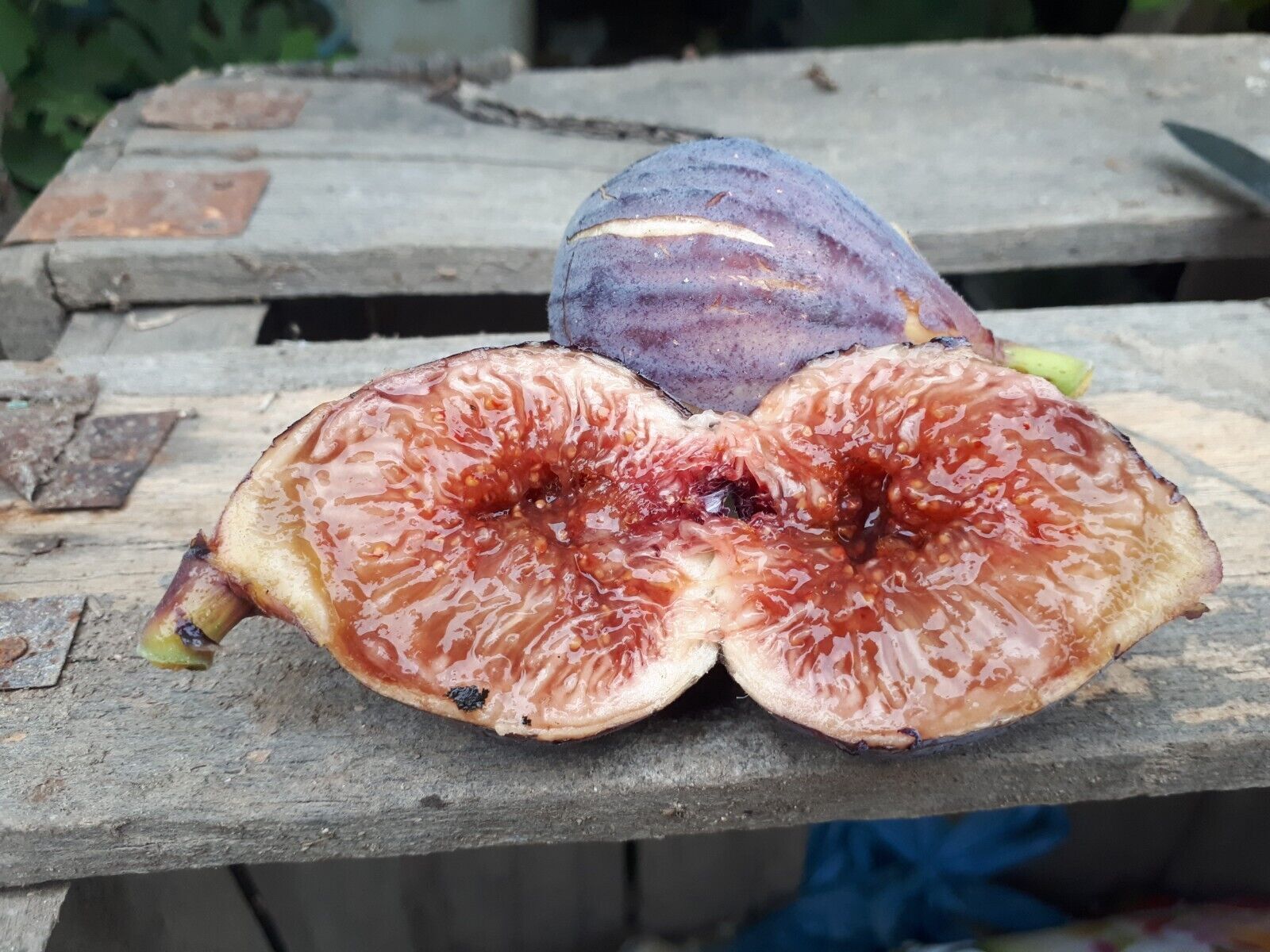 Coupe de figue Moellada MP 2, excellente variété | eBay