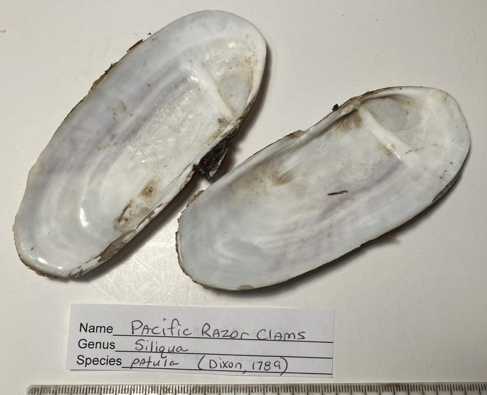 Siliqua patula. Pacific Razor Clam. Collected in Southeast Alaska. good ...