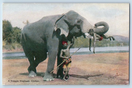 Colombo Ceylon/Sri Lanka Postcard Temple Elephant Playing with a Kid ...