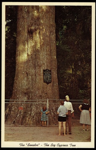 Senator Cypress Tree Landmark used by Florida Seminole Indians ...