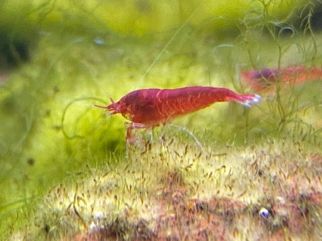 TALL GLASS OPAE ULA HAWAIIAN RED SHRIMP OPEN ECOSPHERE WITH 5+ LIVE ...