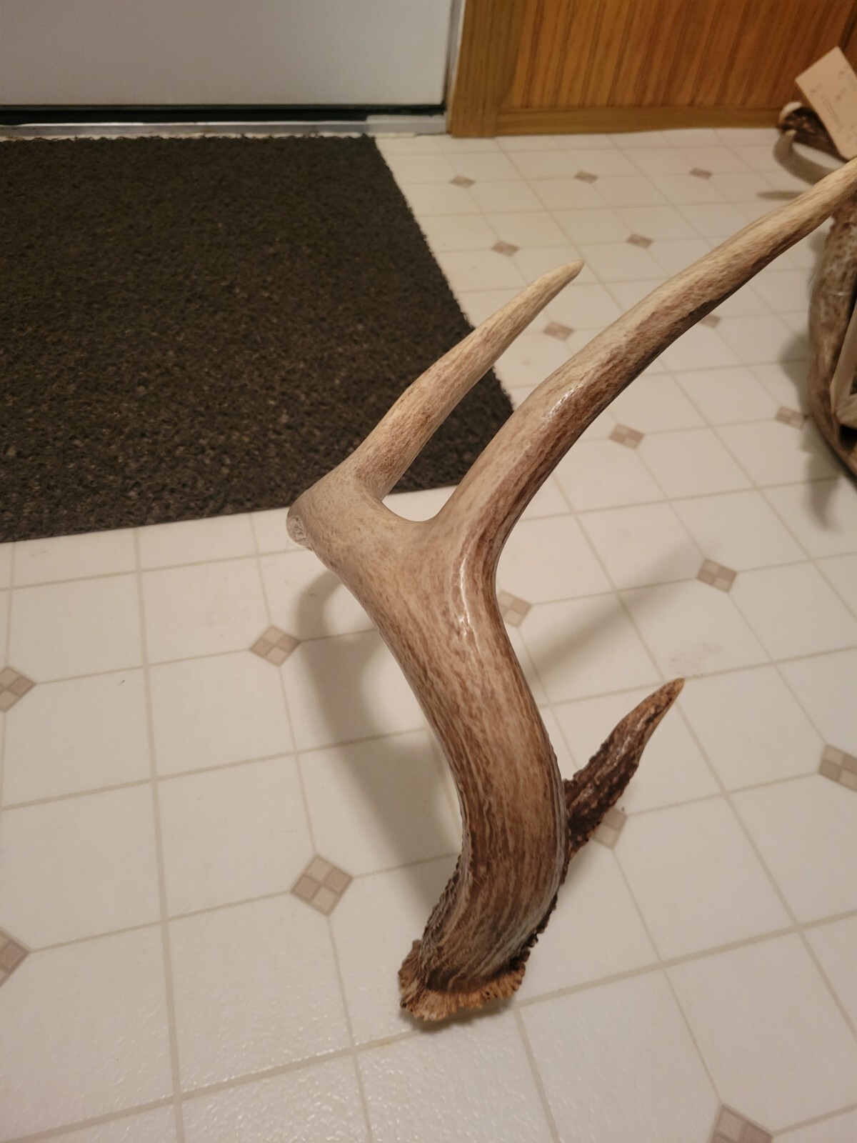 Wild Consecutives Big 4 Point Whitetail Deer Antler Shed Rack Horn Man ...