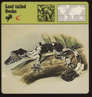 Leaf Tailed Gecko Safari Cards Rencontre Reptiles | eBay