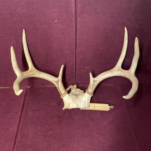 WHITETAIL 8 POINT DEER SKULL CAP ANTLERS MOUNT FARMHOUSE CABIN RACK ...