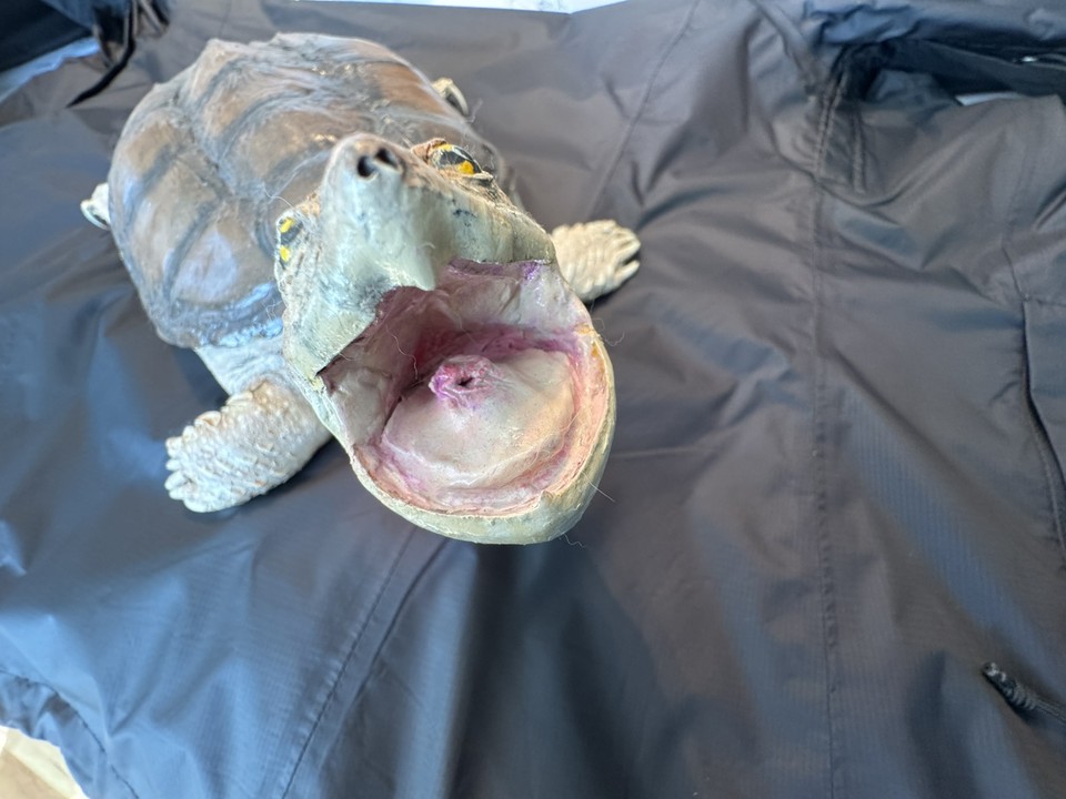 Taxidermy Mount Pastel Snapping Turtle Great Details | eBay