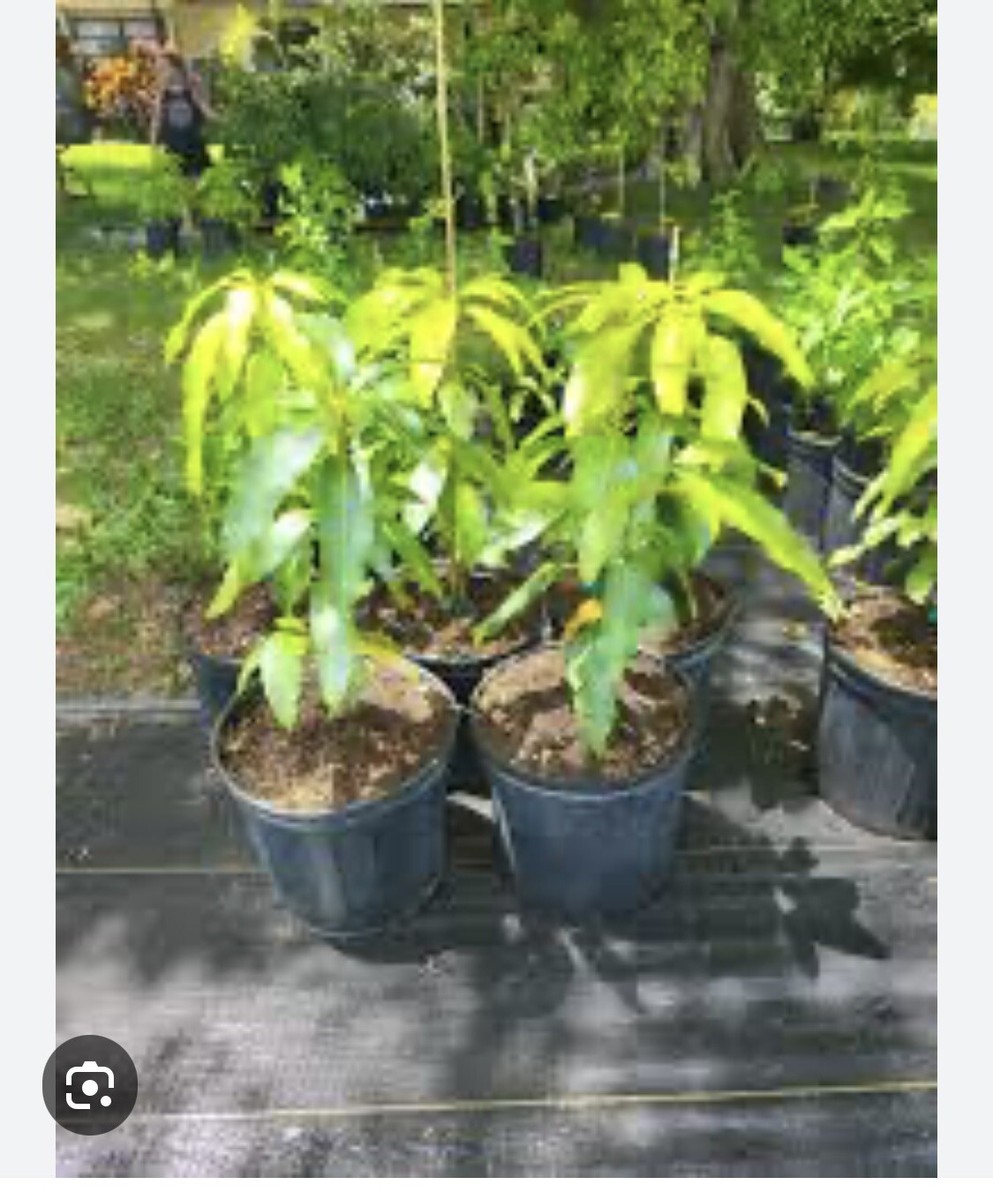 Palmer Trees
