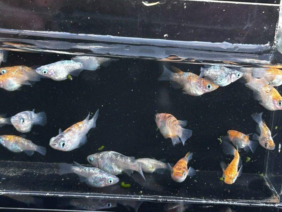 [LIVE FISH] 月華ダルマ Gekka Daruma Medaka Rice Fish 4+1 (DOA) Juvenile US ...