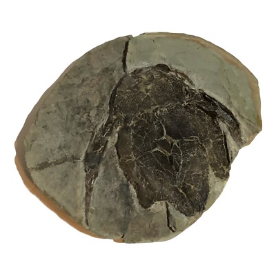 Rare Fossil Armored Fish Bothriolepis canadensis Placoderm Devonian ...