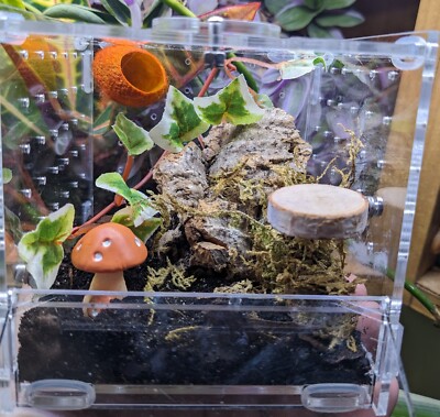 Jumping Spider Complete Full Spider Set Up Complete Enclosure Front ...