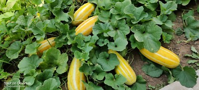 40+ fragrant Musk Melon Seeds / Dưa Gang . US Seller | eBay