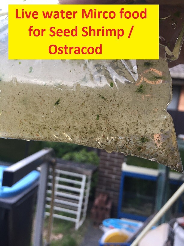 Live Brine vinegar eels,shrimps , micro worms,Turbatrix aceti,daphnia ...