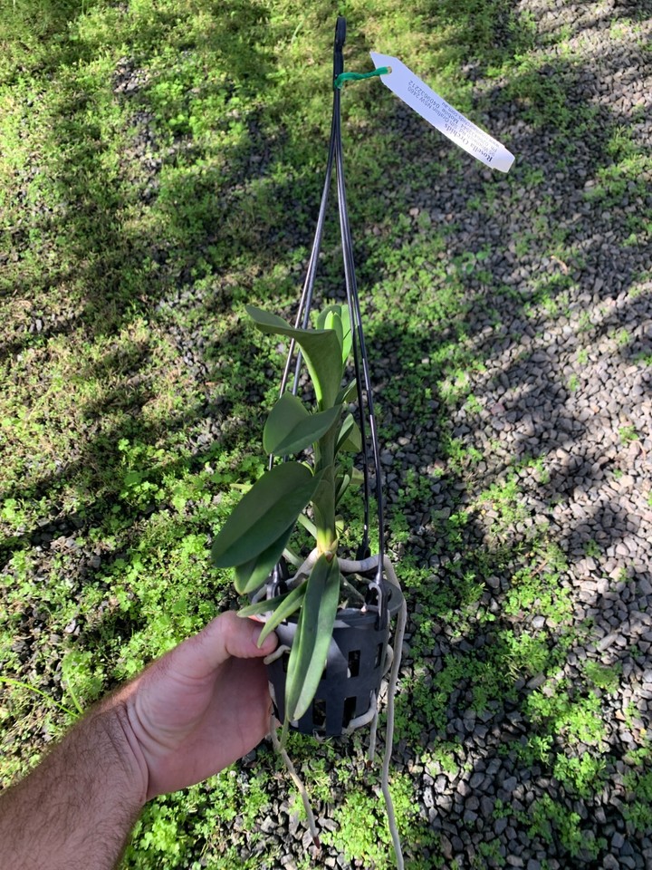 RON Vanda Orchid V. SM Delight MERICLONE FLOWERING SIZE 90mm Pot | eBay ...