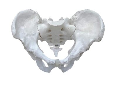 Male Pelvis Bone Model | Anatomical Model | Bones and Skeleton | | eBay