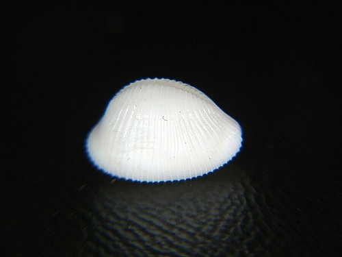 TRIVIROSTRA ORYZA: CURRENTLY THE LARGEST ON EBAY @ 9.56MM! | eBay