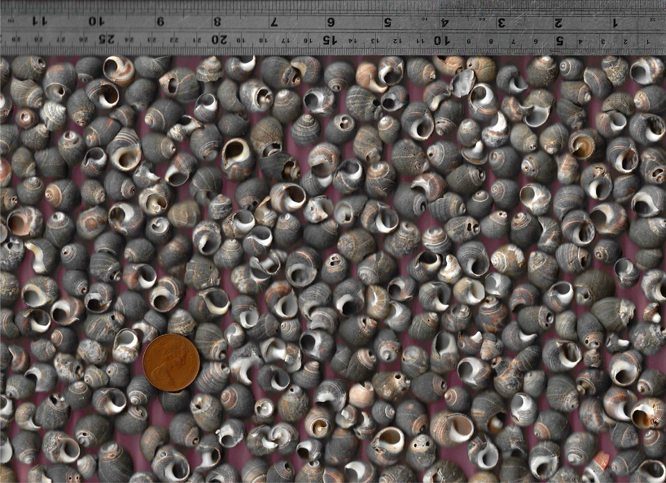 312 Broken UK NORTH SEA Scottish Common Periwinkle sea shells & pieces ...