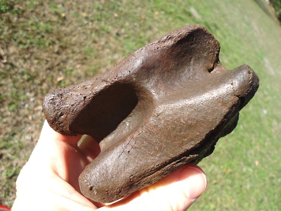 RARE GIANT GROUND SLOTH PHALANX TOE BONE FLORIDA FOSSILS ICE AGE CLAW ...