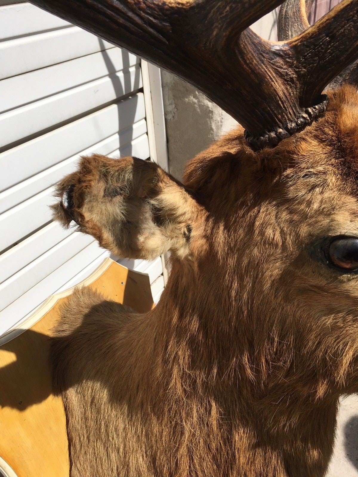 Vintage 80" x 48" 7 x 7 Point Elk Head Shoulder Mount Taxidermy Hunting ...