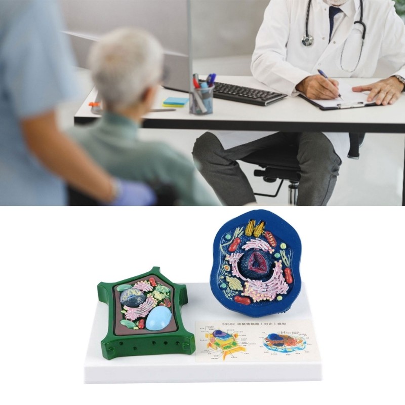 Animal and Plant Cell Anatomy Model Teaching Tool For Biology Study ...