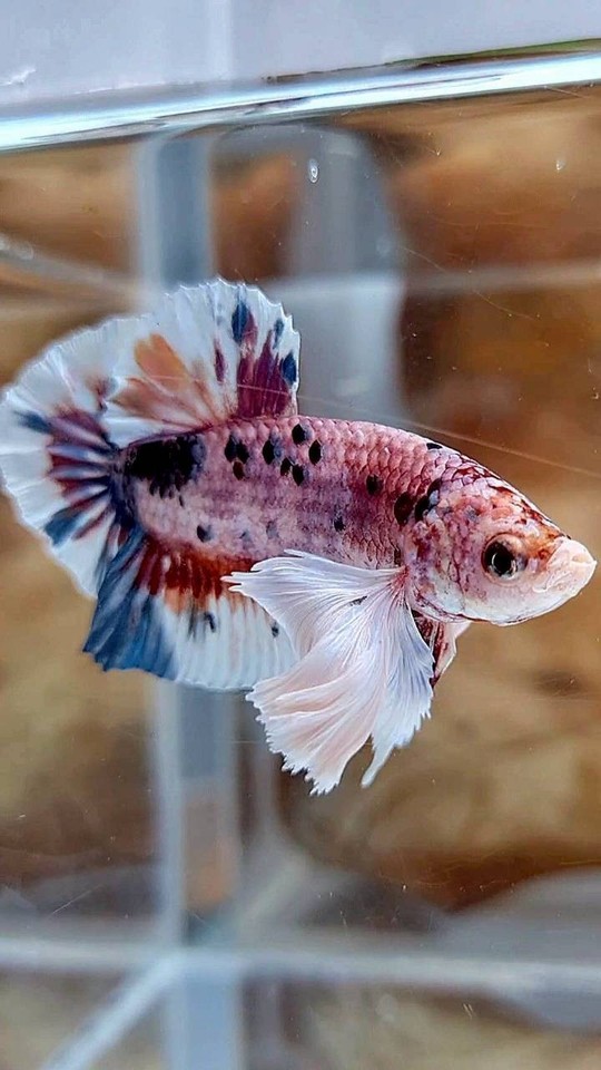 RARE PLAKAT DUMBO EAR CANDY BLUE GRAY MULTICOLOR BETTA (100% REAL PICT ...