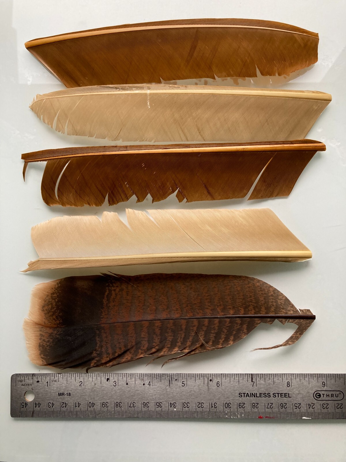 Fly Tying Material - (5) partial feathers / quills | eBay