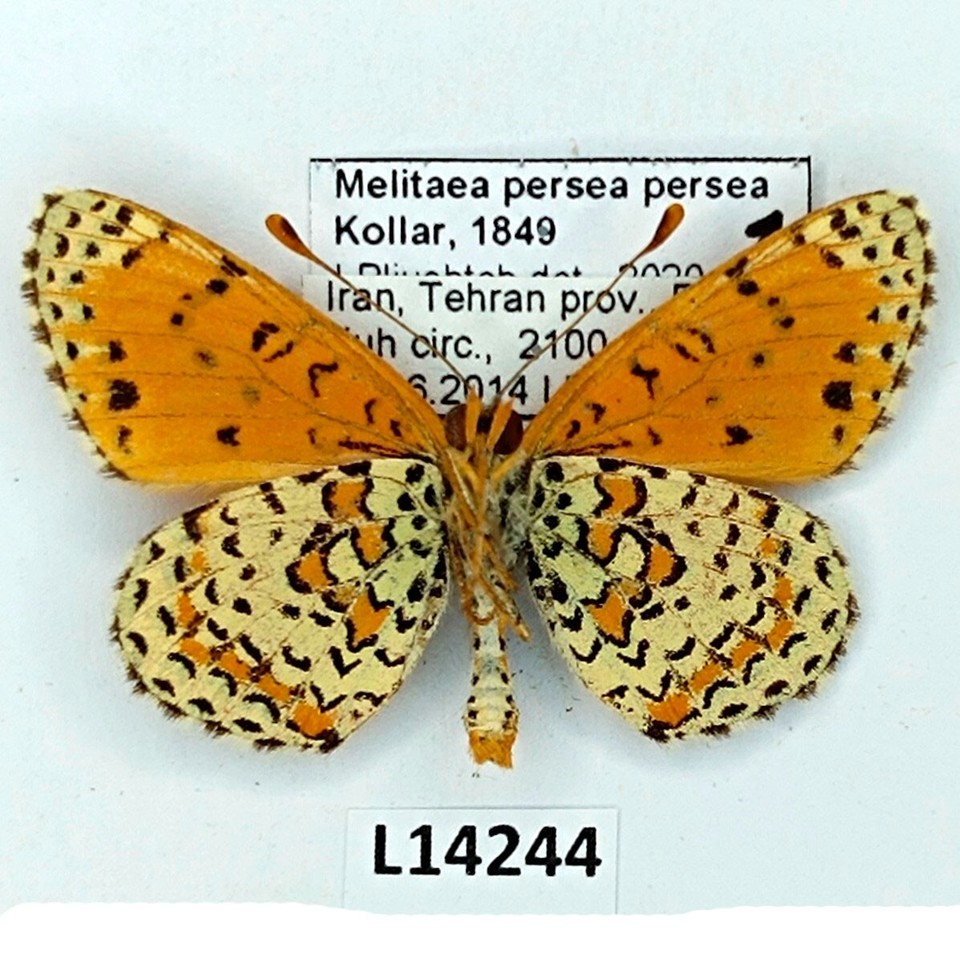 Nymphalidae, Melitaea persea persea, male, A2-, Iran | eBay