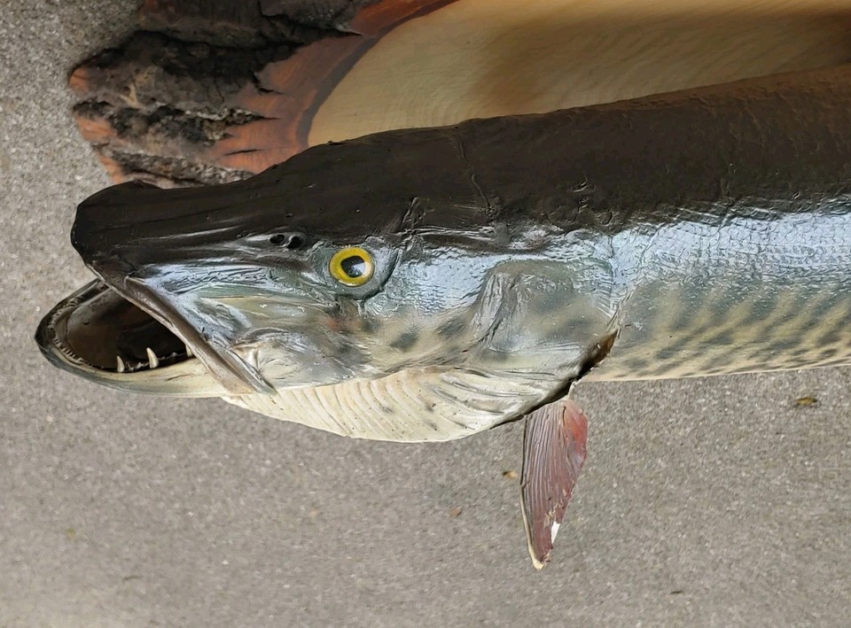 VTG REAL FISH TAXIDERMY 40" TIGER MUSKY WALL MOUNT 18lbs Thaddeus Lake ...