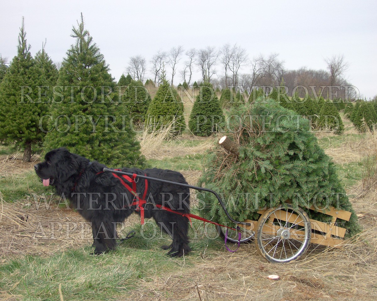 Newfoundland Pulling Cart 2018 Newfoundland Dog Christmas Tree Pull