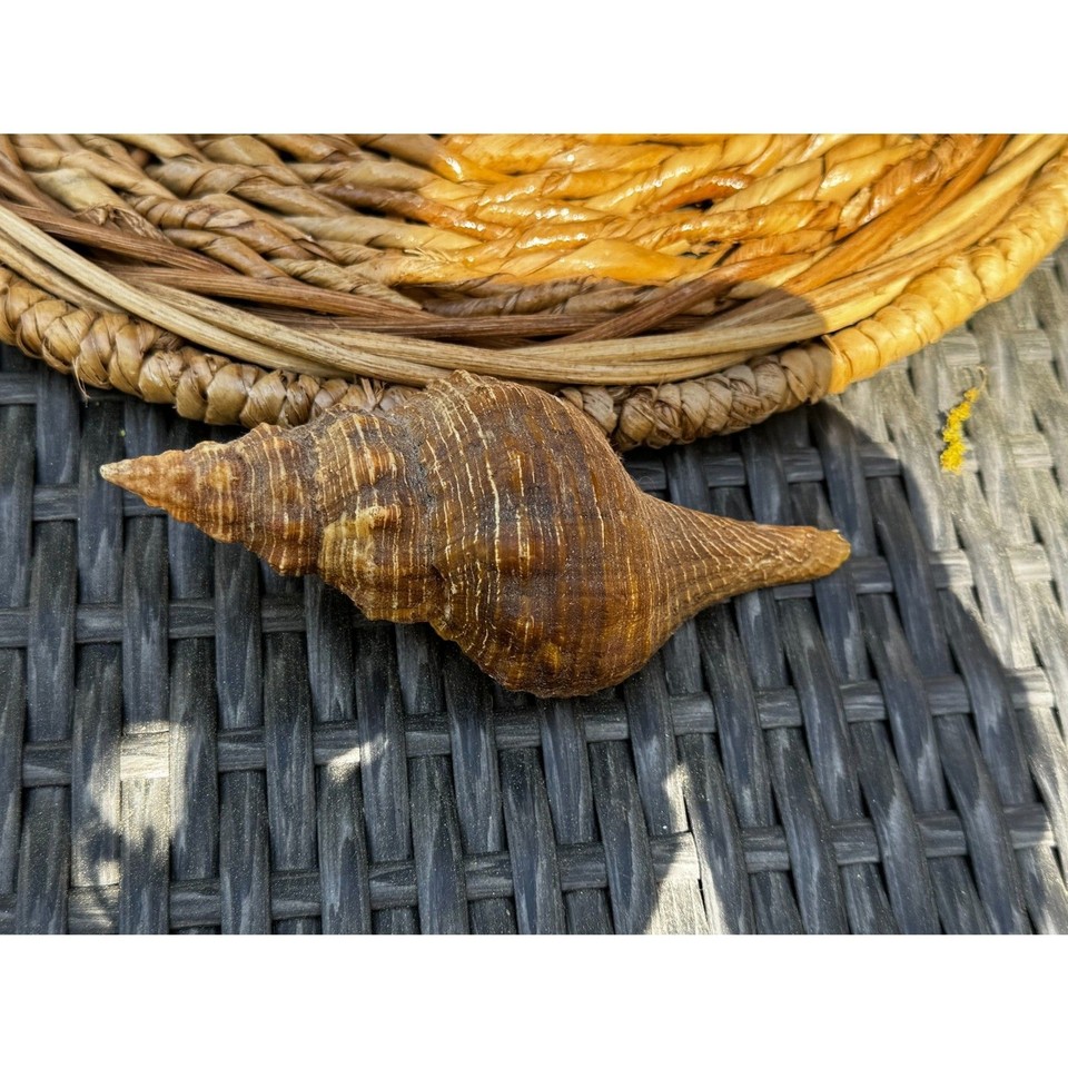 Beautiful vintage snail shell Horse Conch? | eBay