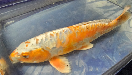12" DOITSU KOHAKU (white and red ) Live Koi for pond, EFP, FREE ...