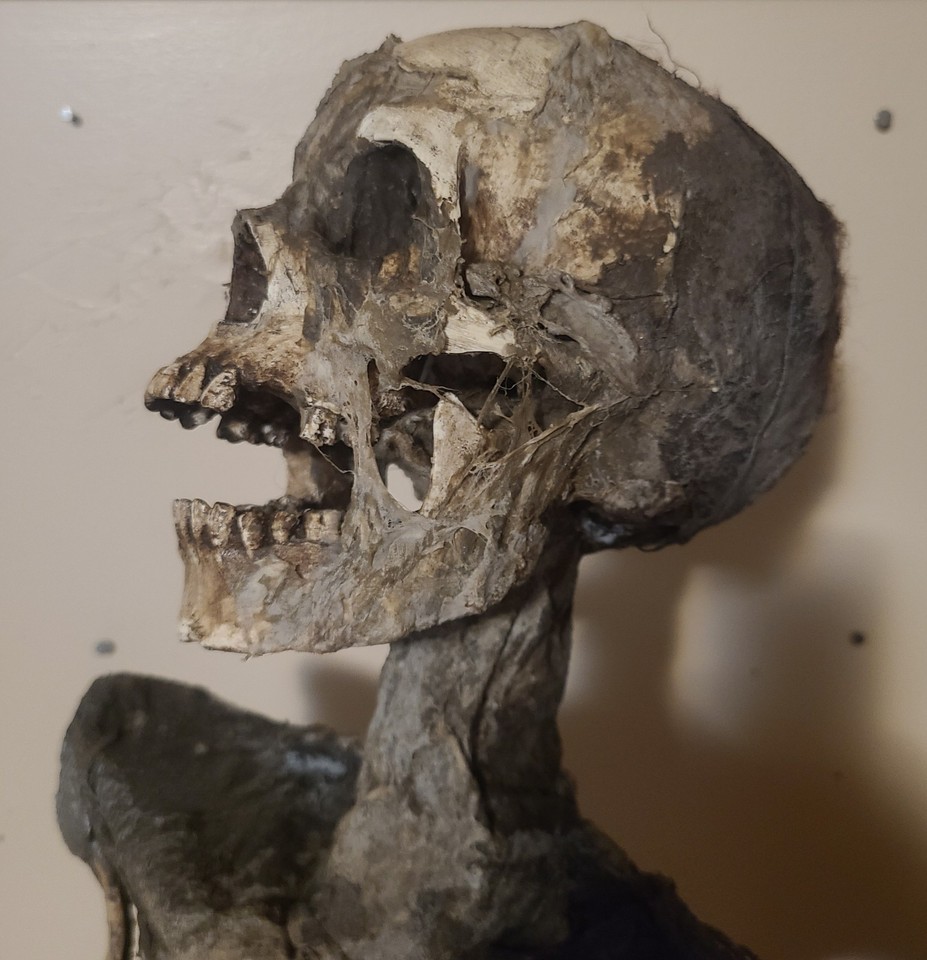 Life-Size Rotted Corpse Skull & Torso - Haunted House Halloween Prop ...