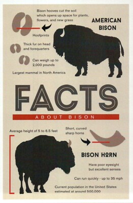 Facts About Bison, American Bison Horn, Buffalo Animal, Weight etc ...