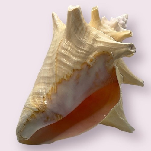 Extra Large Queen Conch Shell | eBay