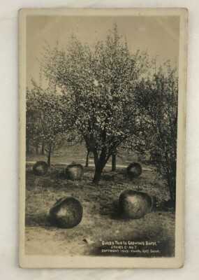 1909 Exaggerated APPLE ORCHARD Tree Real PHOTO Postcard RPPC Antique | eBay