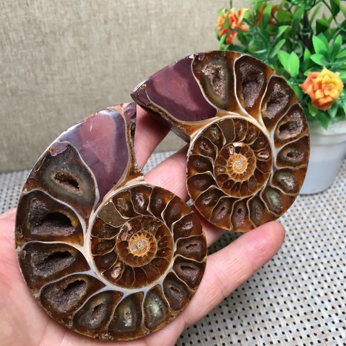 205g1 pairs of Split conch Ammonite fossil Specimen Shell Healing ...