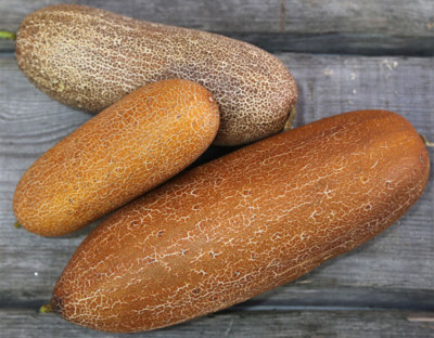 Cucumber Brown Russian - An Ukrainian Heirloom with Incredible Taste ...