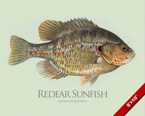 REDEAR SUNFISH GEORGIA BREAM CHERRY FISH PAINTING FISHING ART REAL ...