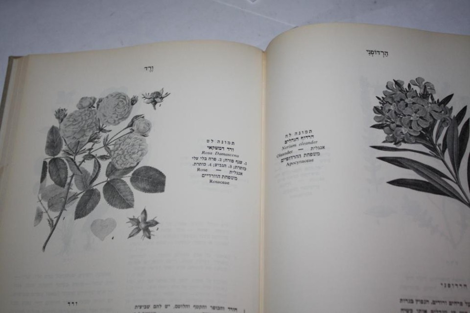 Hebrew FLOWERS & PLANTS of the MISHNA & Seder Zeraim Marot HAMISHNA by ...