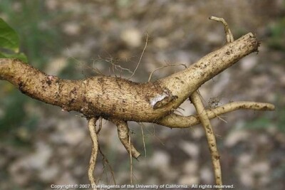 Poke Weed Root by the Pound, Wild American Common Pokeweed for Herbal ...