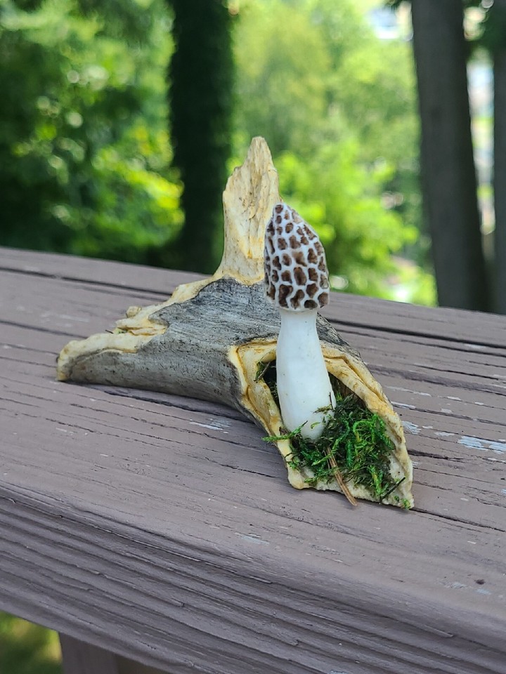 Hand carved Deer Antler Morel Mushroom / Rotting log Shed Carving Folk ...