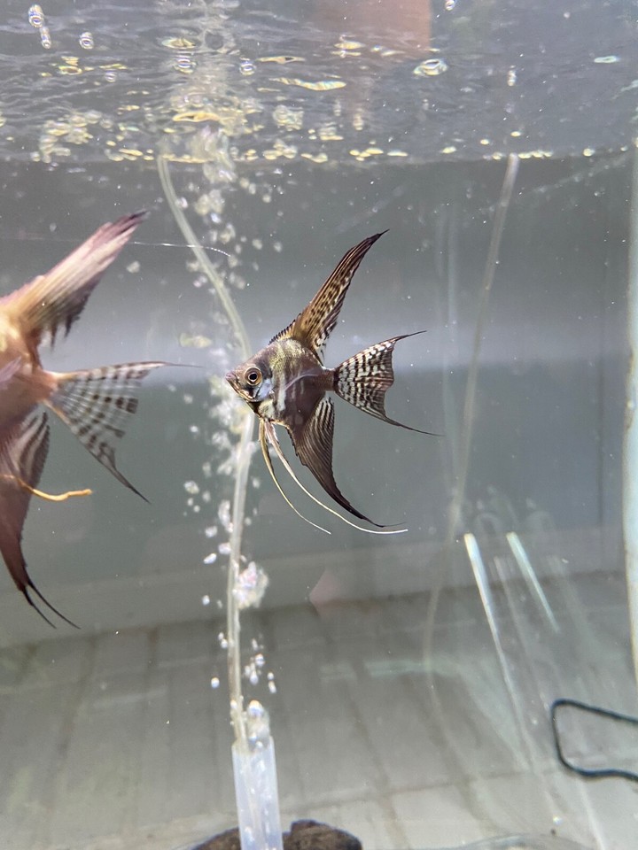 angel fish blue Smokey- Double Dark Pinoy | eBay